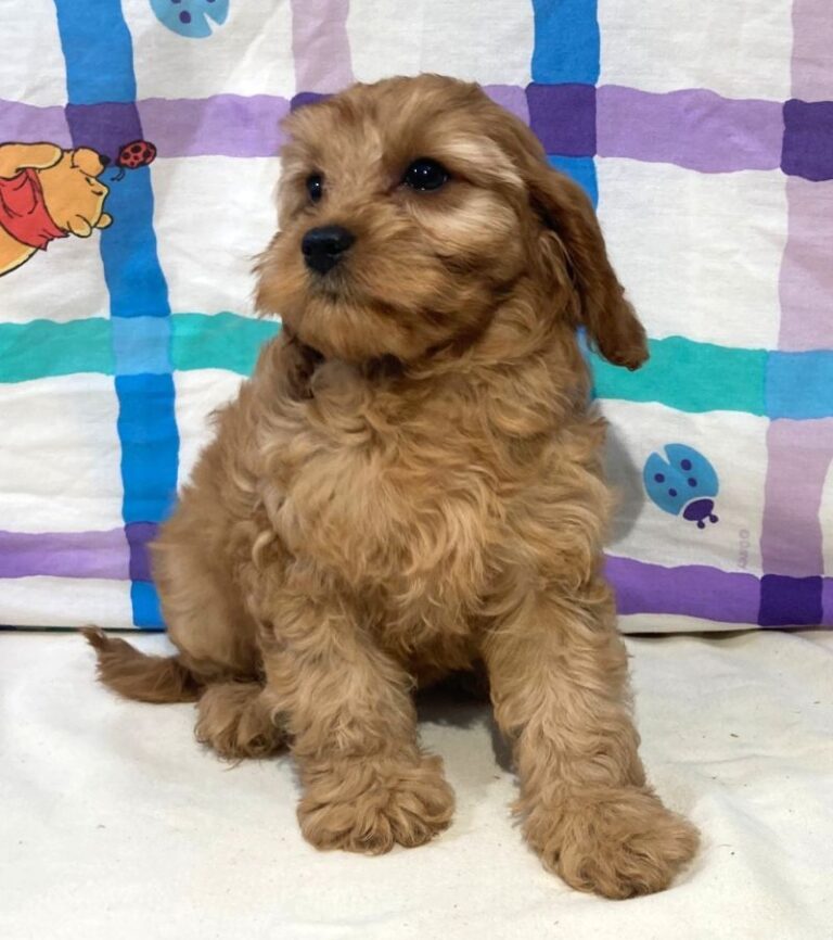 Cavapoo - puppyguyz