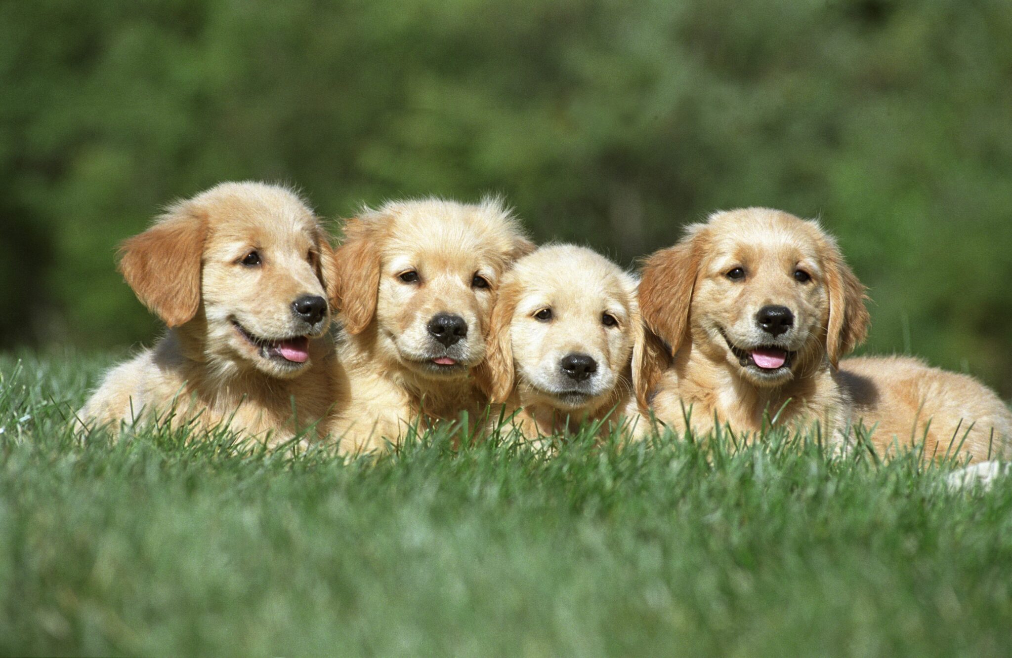Puppies in Ohio - puppyguyz