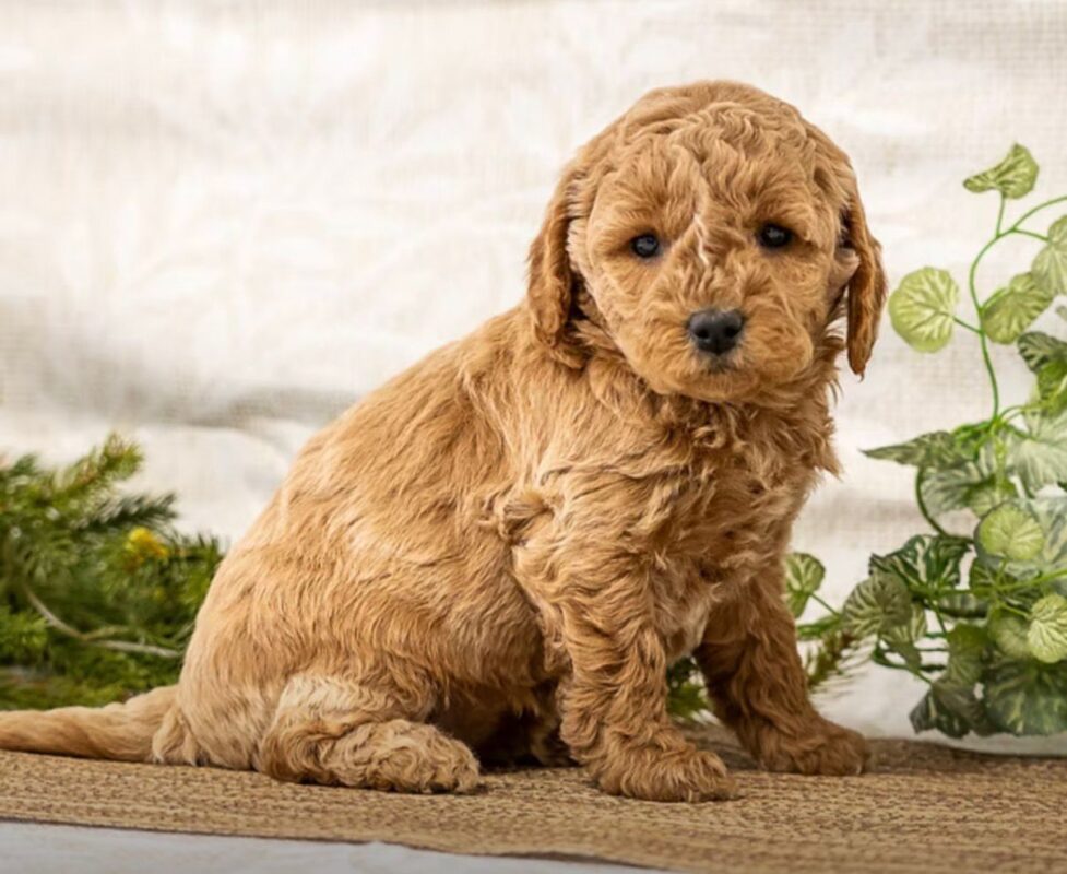 Mike - Mini Goldendoodle - puppyguyz